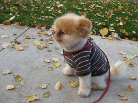 Boo - pes, ki ima na Facebooku več kot 2,3 milijone oboževalcev ...