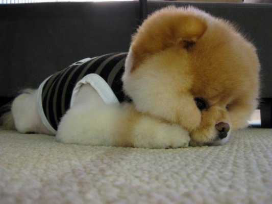 Boo - pes, ki ima na Facebooku več kot 2,3 milijone oboževalcev ...